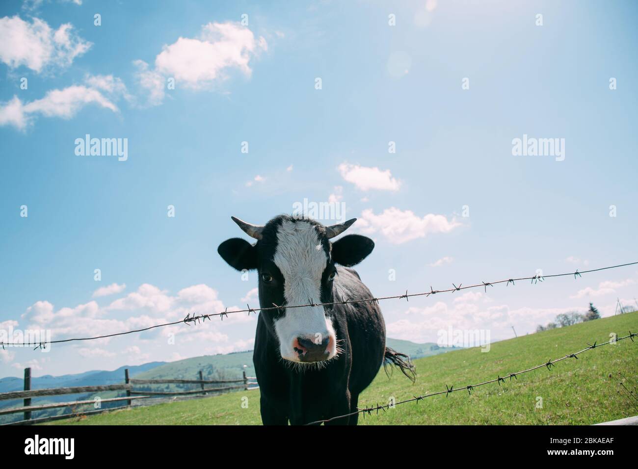 German farm house cow hi-res stock photography and images - Alamy