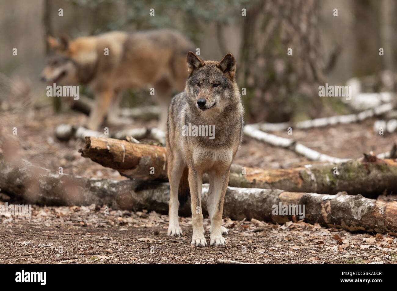 Grey wolf in the forest Stock Photo - Alamy