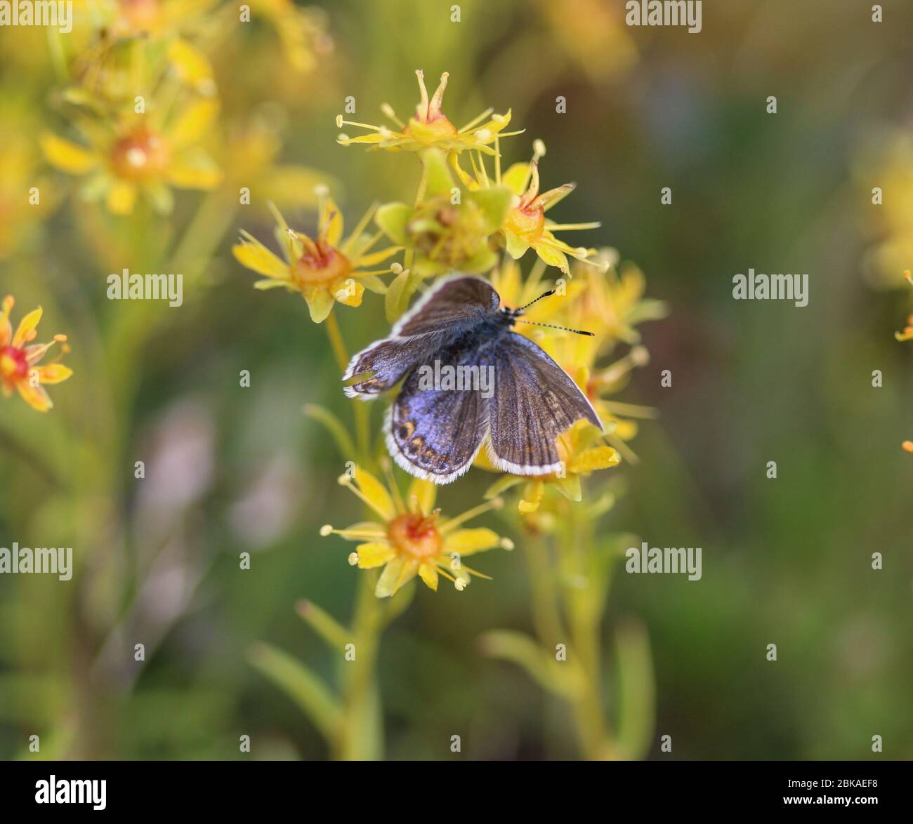 Close up of Plebejus idas, the Idas blue or northern blue butterfly ...
