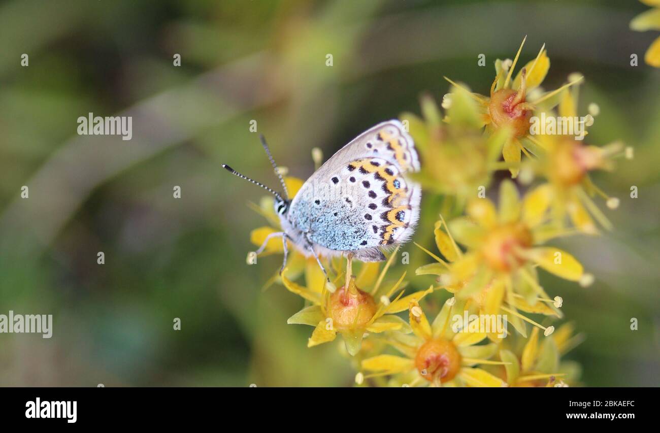 Close up of Plebejus idas, the Idas blue or northern blue butterfly ...