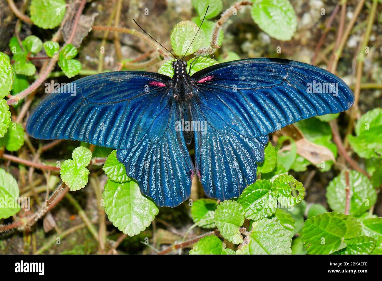 Close up of a Great Mormon (papilio memnon) butterfly, taken in ...