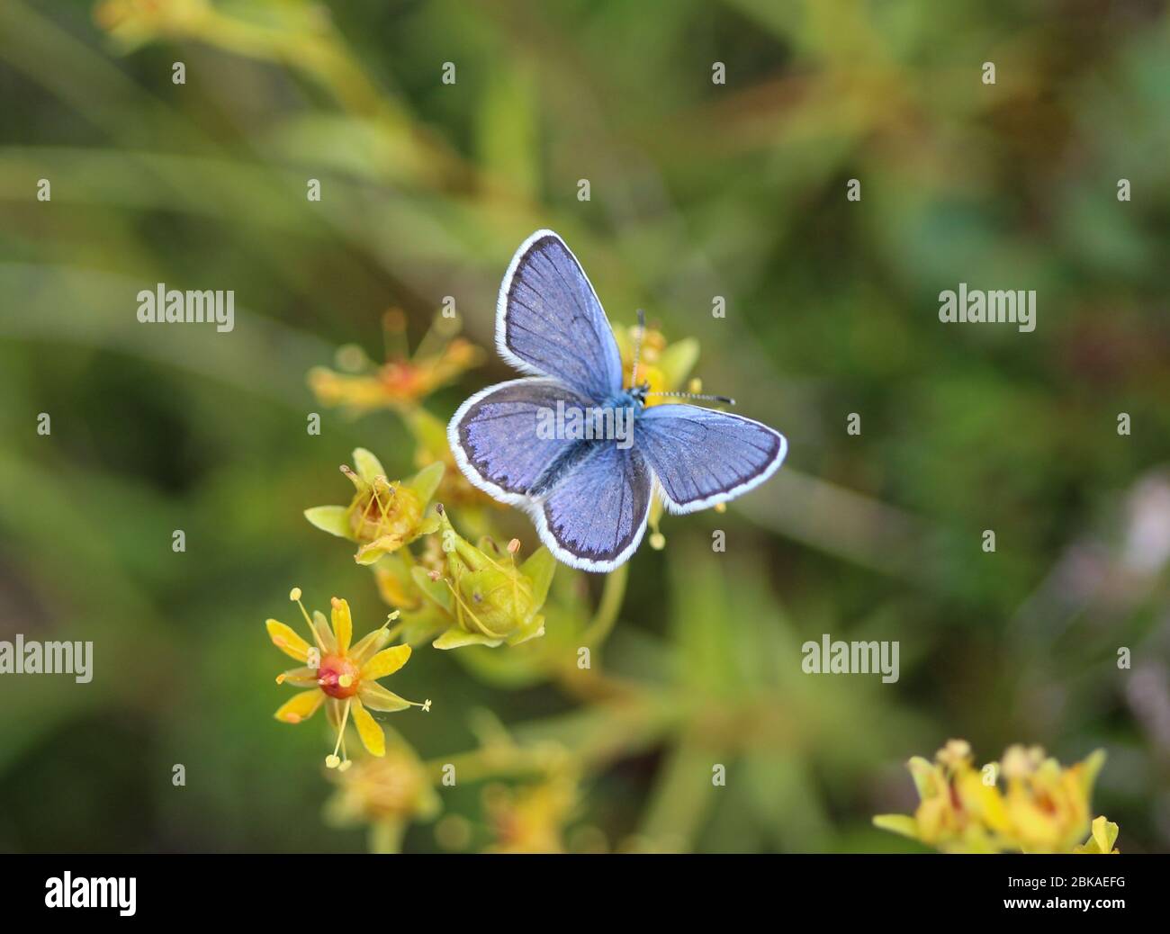Close up of Plebejus idas, the Idas blue or northern blue butterfly ...