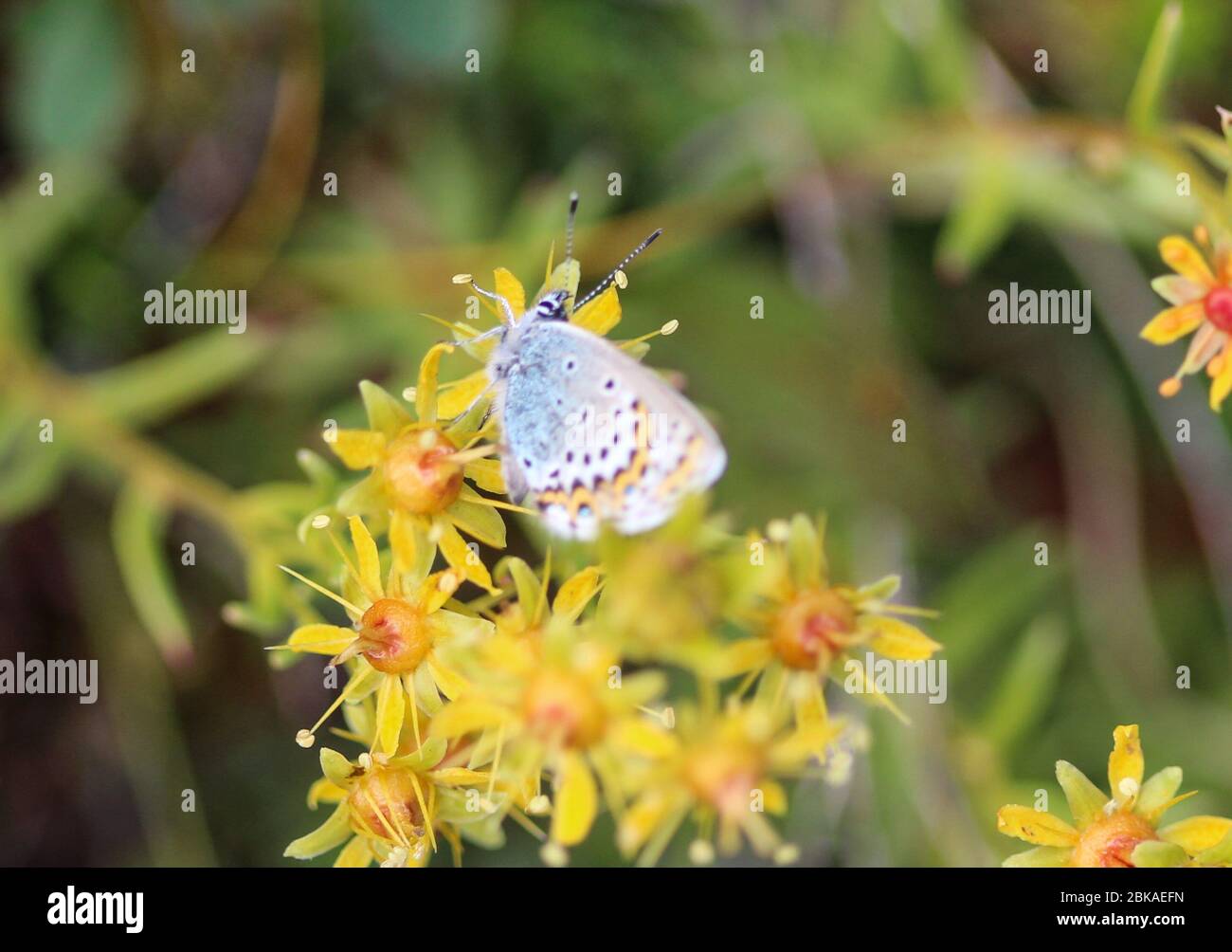 Close up of Plebejus idas, the Idas blue or northern blue butterfly ...
