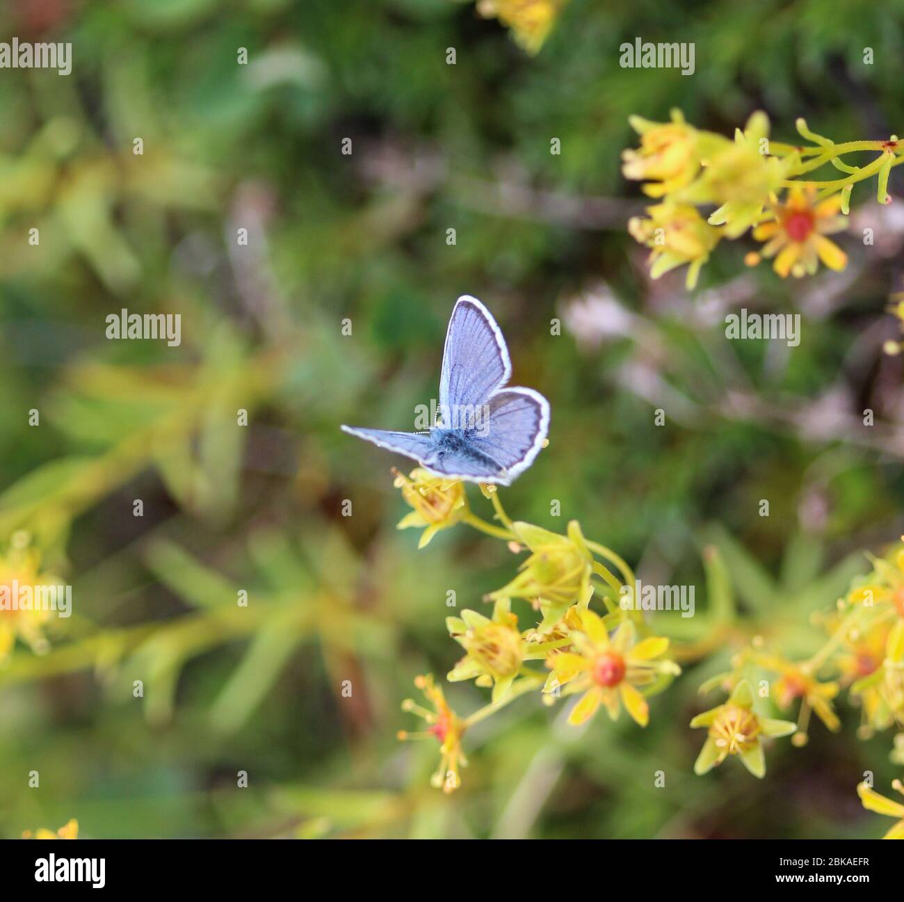Close up of Plebejus idas, the Idas blue or northern blue butterfly ...