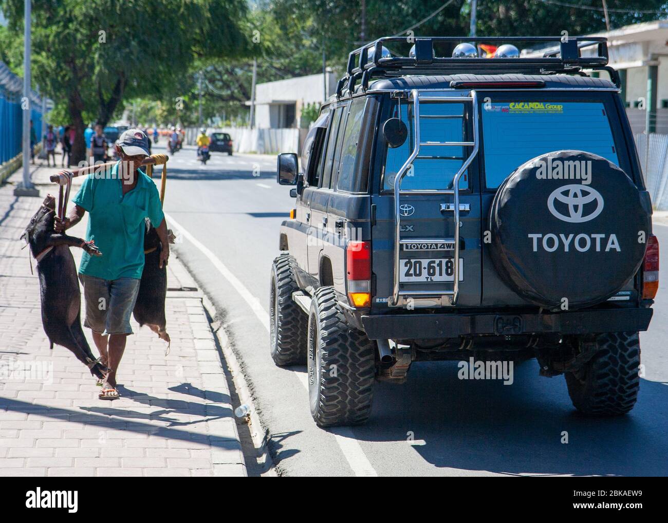 An elderly man carries two live boar through the streets of Dili, Timor ...