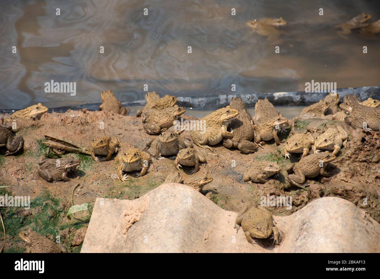 Ban kan hi-res stock photography and images - Alamy