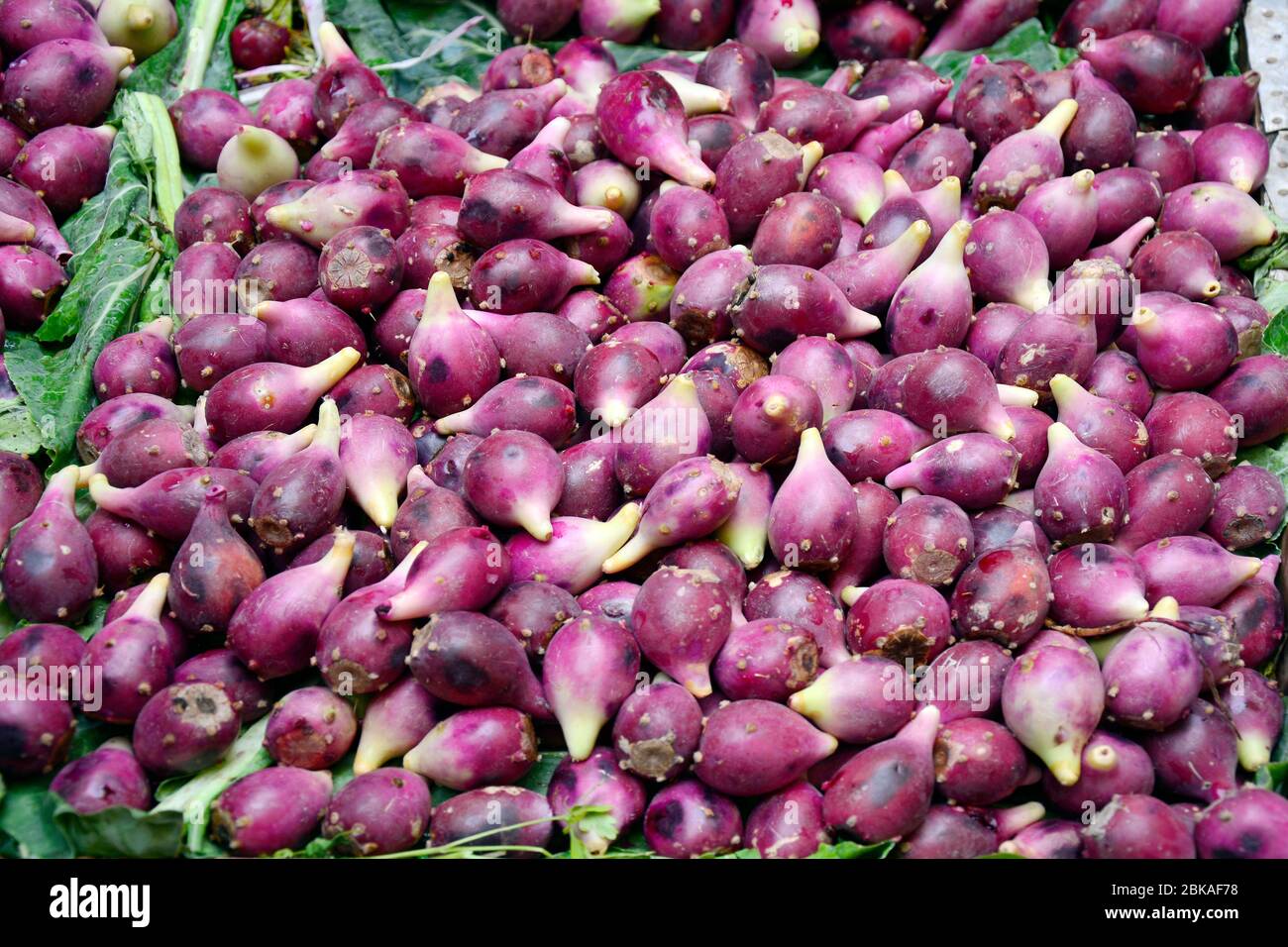 Indian fig cactus hi-res stock photography and images - Alamy