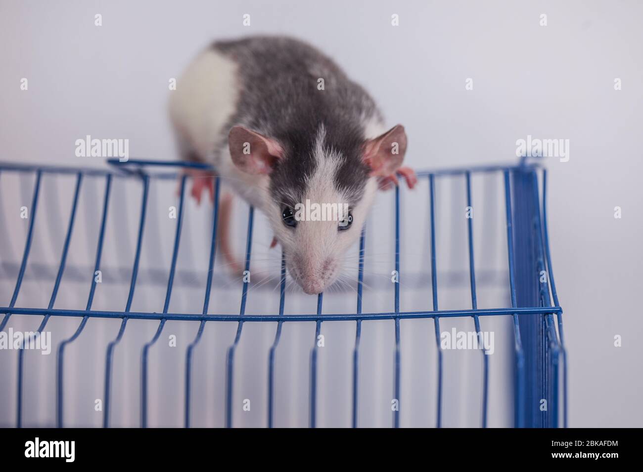 Isolation do it yourself concept. Prevention measures for the covid-19 ...