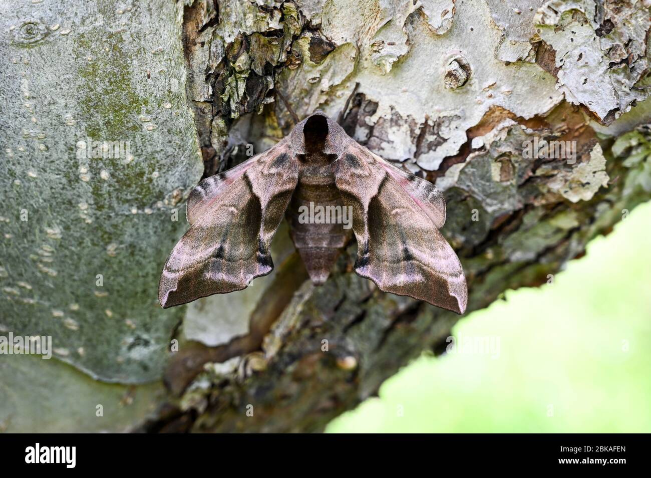 Moths uk hi-res stock photography and images - Alamy