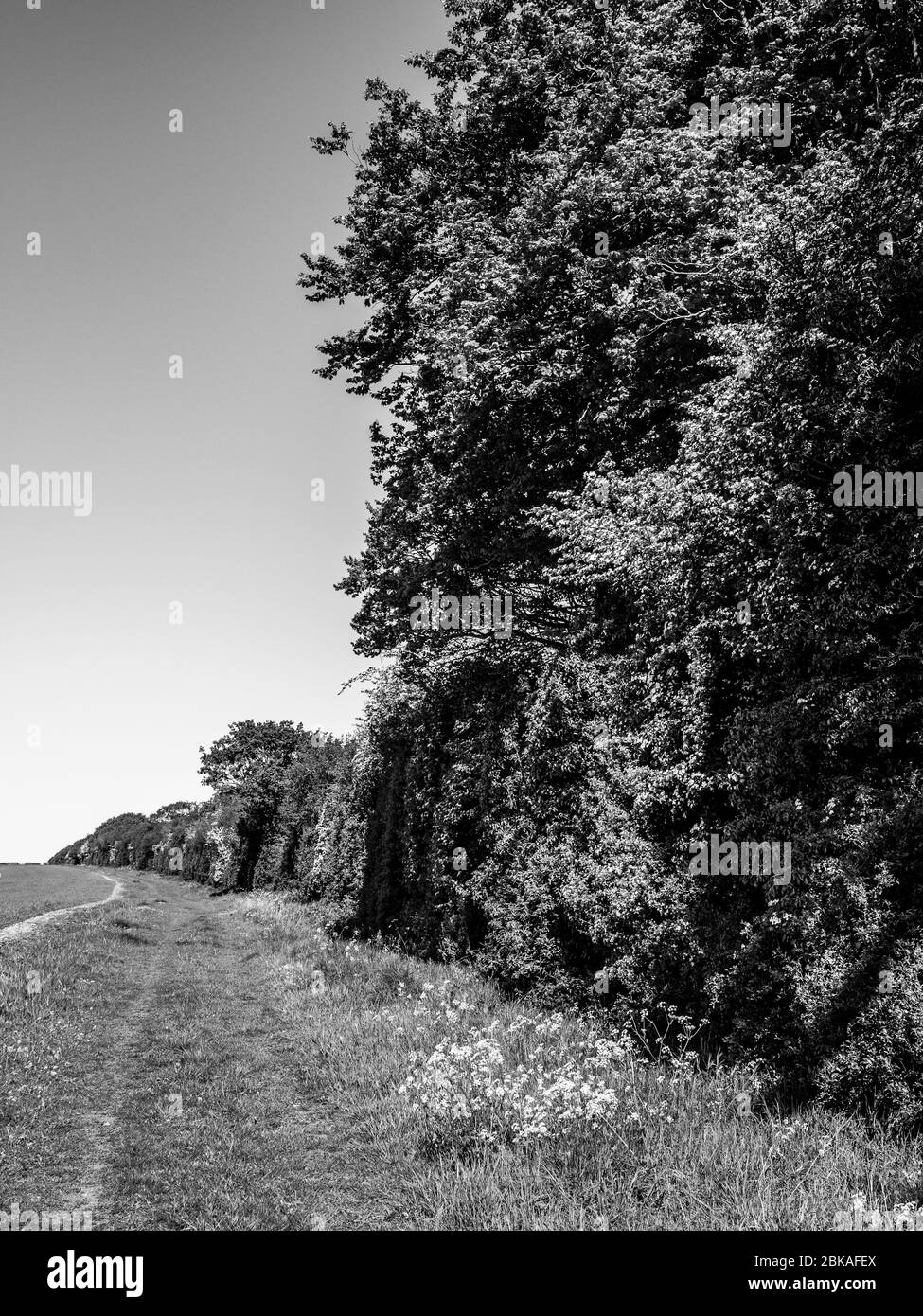Black and White Landscape, The Outside of Grims Ditch, The Ridgeway ...