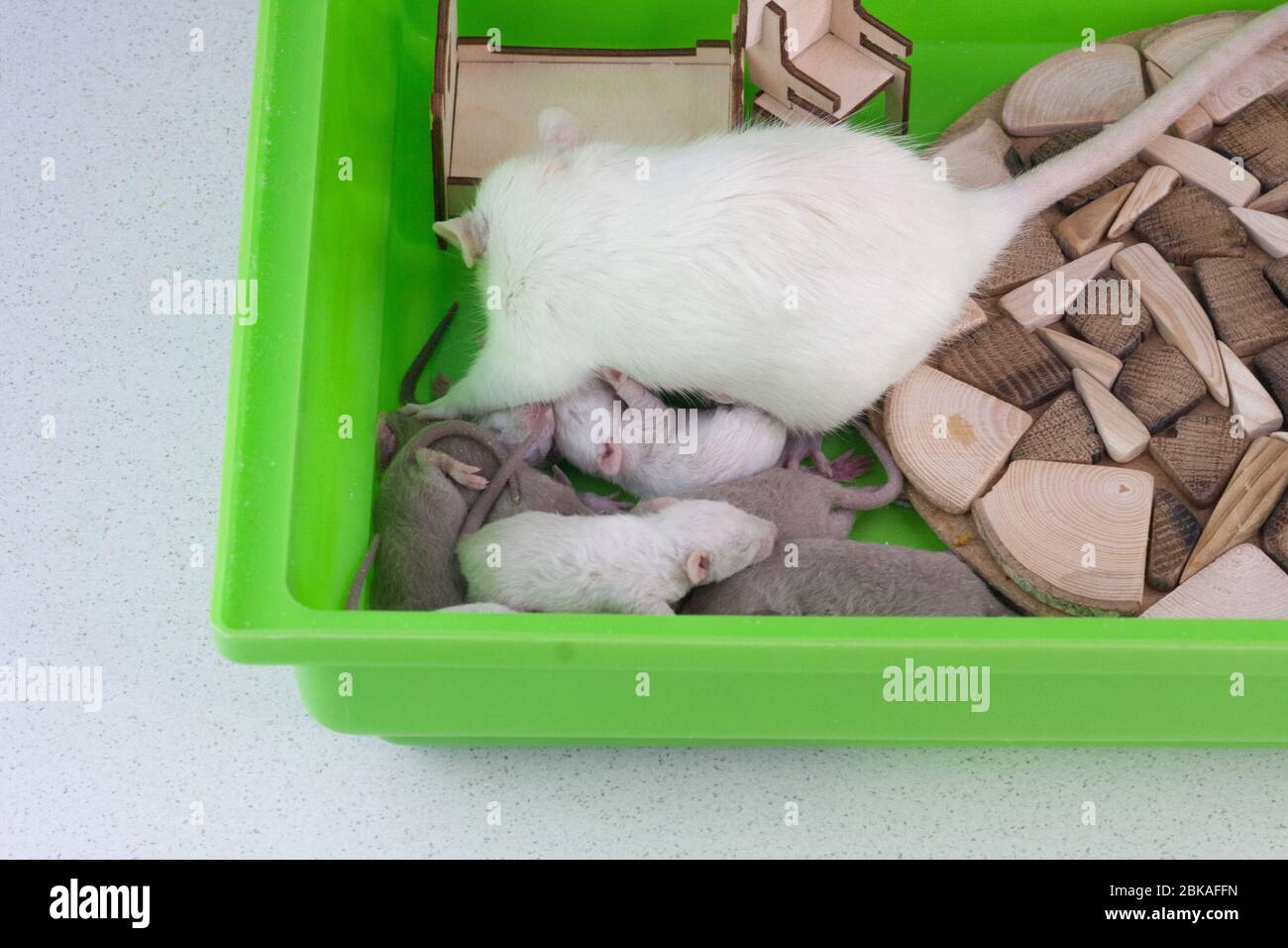 Isolation do it yourself concept. Coveid-19 pandemic prevention ...