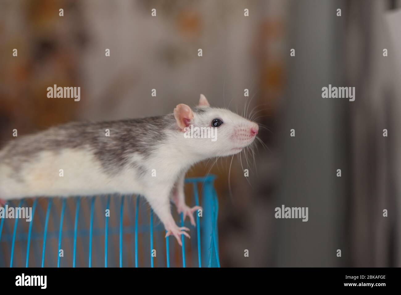 Isolation do it yourself concept. Prevention measures for the covid-19 ...