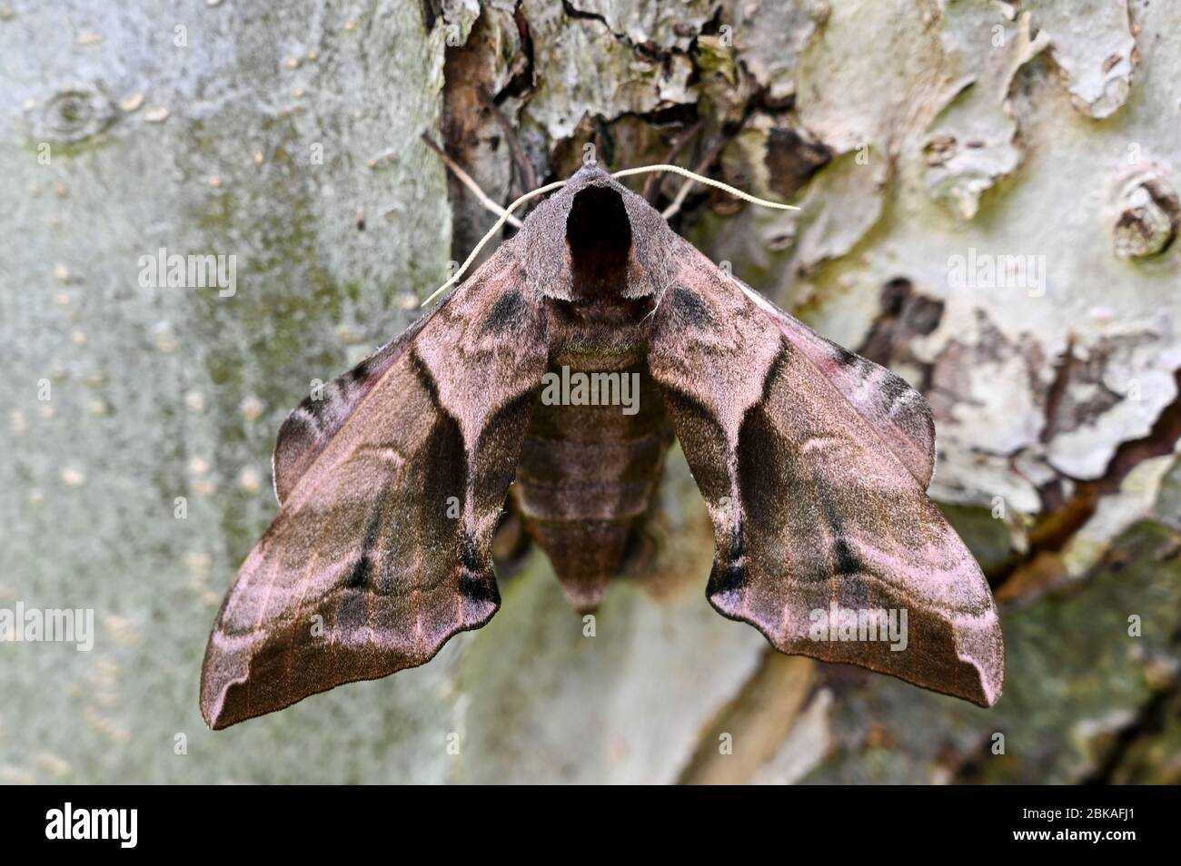 The eyed hawk moth just emerged from its pupae resting on an apple tree ...
