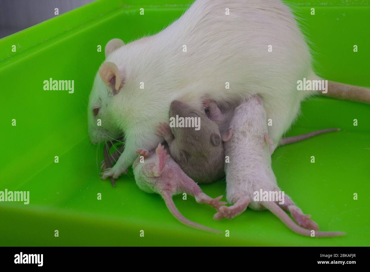 Isolation do it yourself concept. Coveid-19 pandemic prevention ...