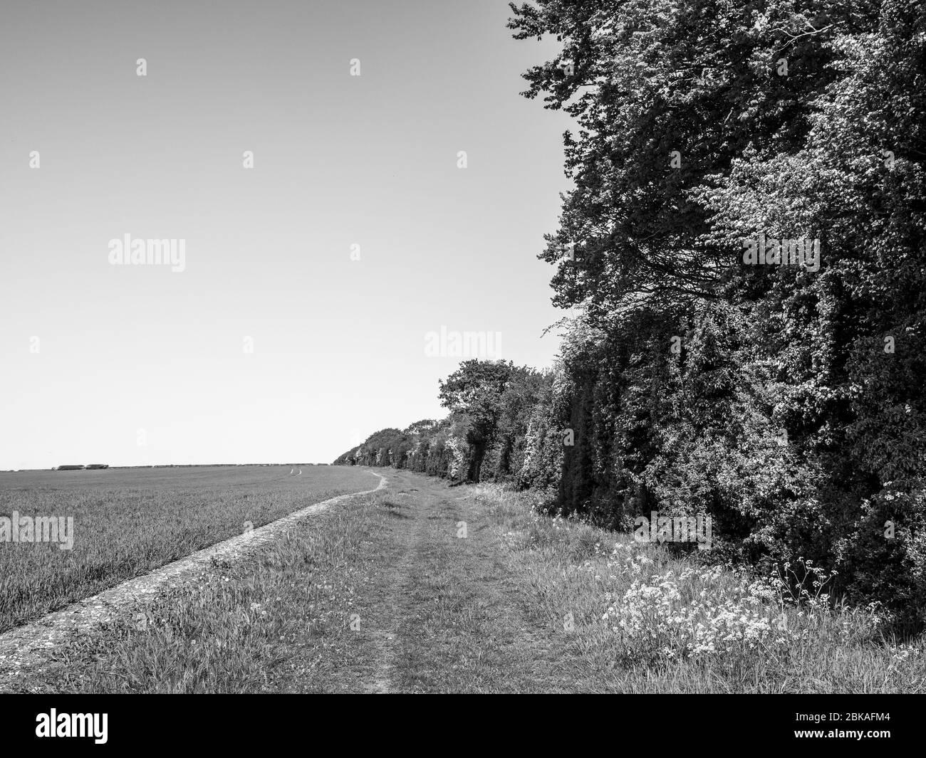 Black and White Landscape, The Outside of Grims Ditch, The Ridgeway ...
