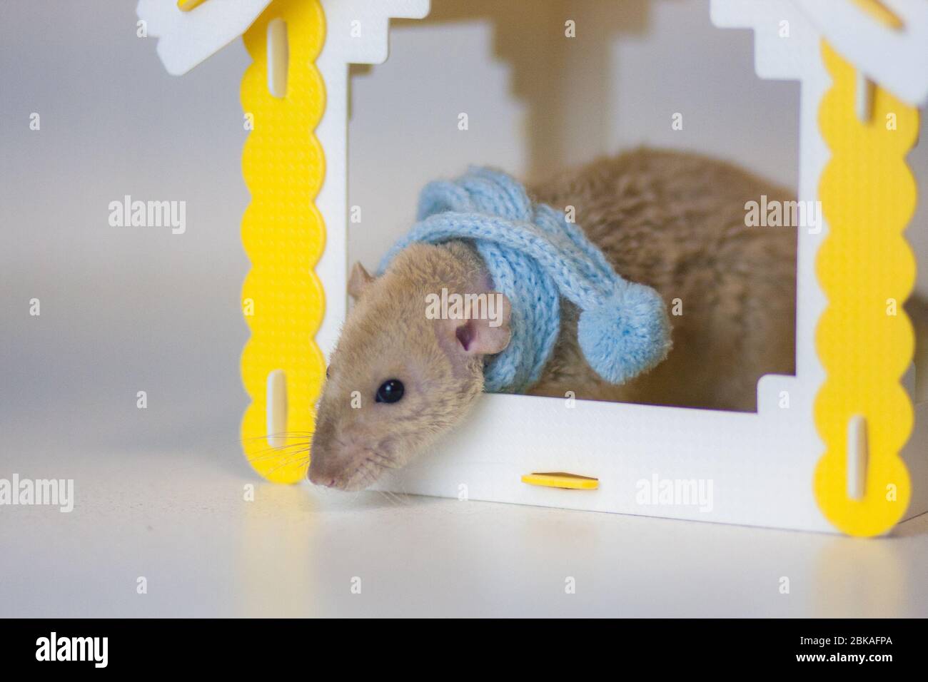 Isolation do it yourself concept. Coveid-19 pandemic prevention ...