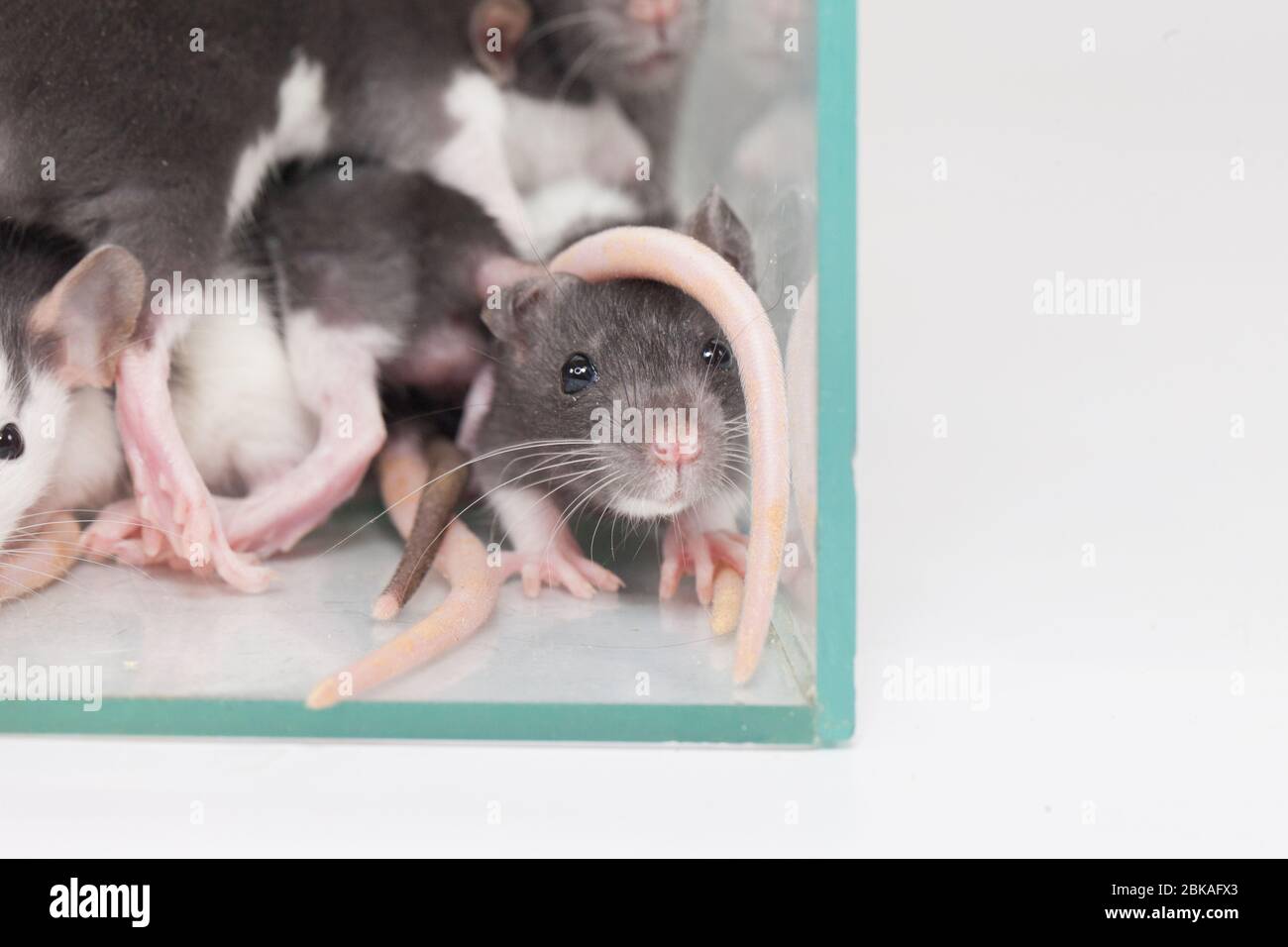 Isolation do it yourself concept. Coveid-19 pandemic prevention ...