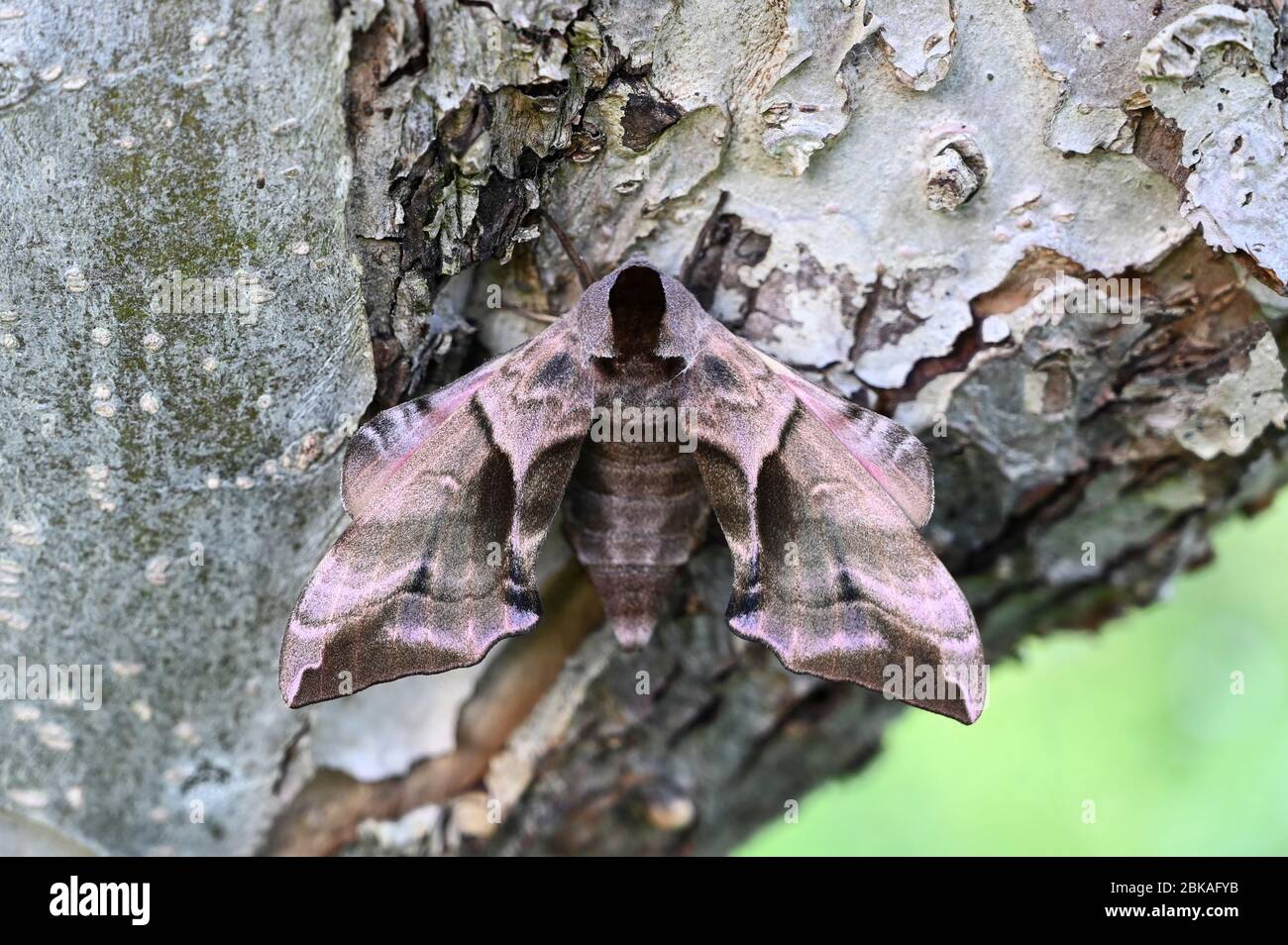 The eyed hawk moth just emerged from its pupae resting on an apple tree ...