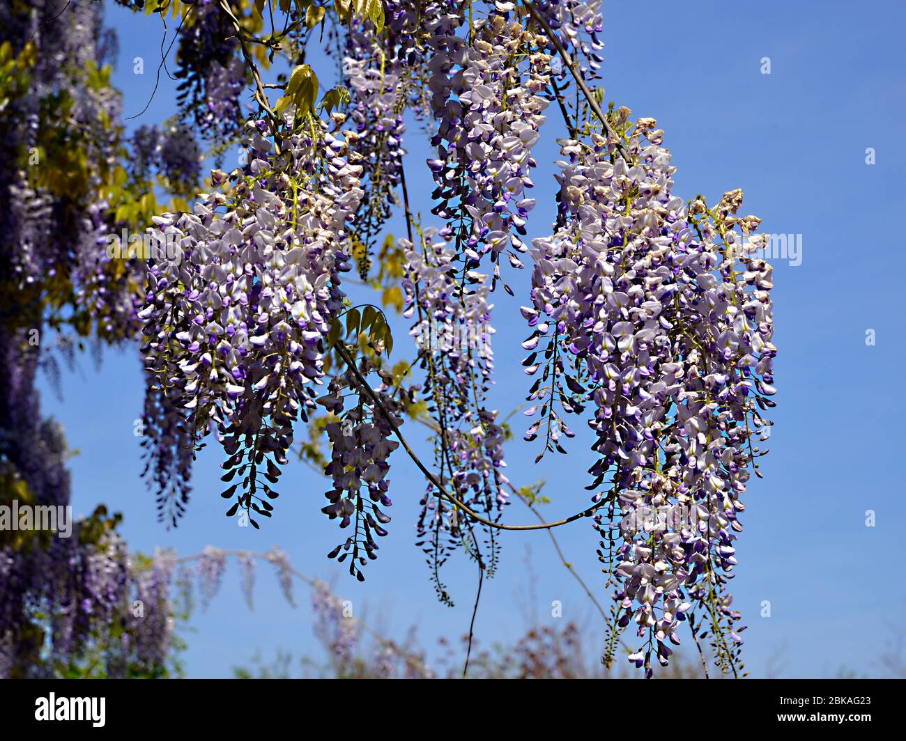 Blue wisteria hi-res stock photography and images - Alamy