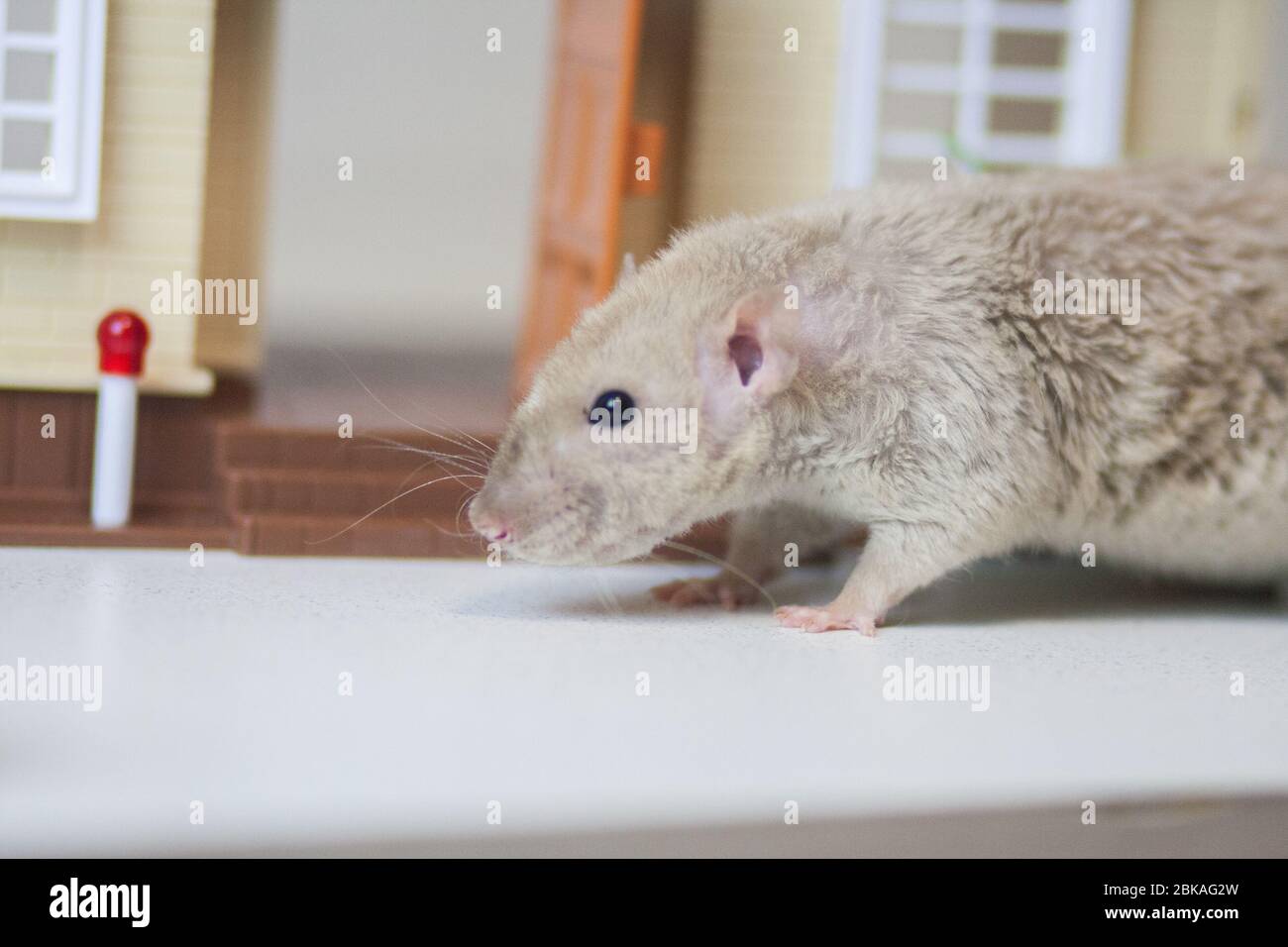 Isolation do it yourself concept. Coveid-19 pandemic prevention ...