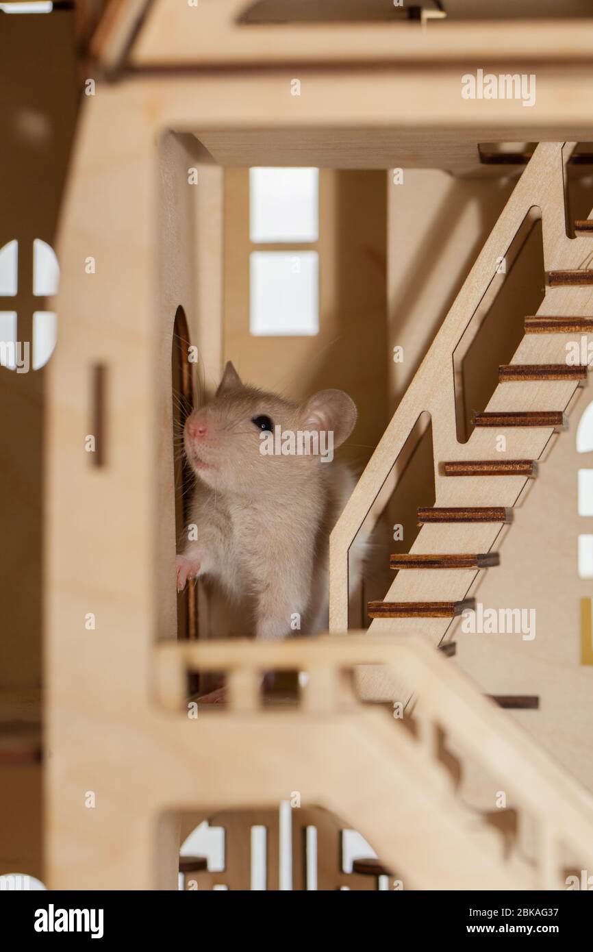 Isolation do it yourself concept. Coveid-19 pandemic prevention ...