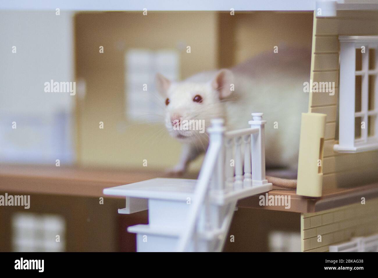 Isolation do it yourself concept. Coveid-19 pandemic prevention ...