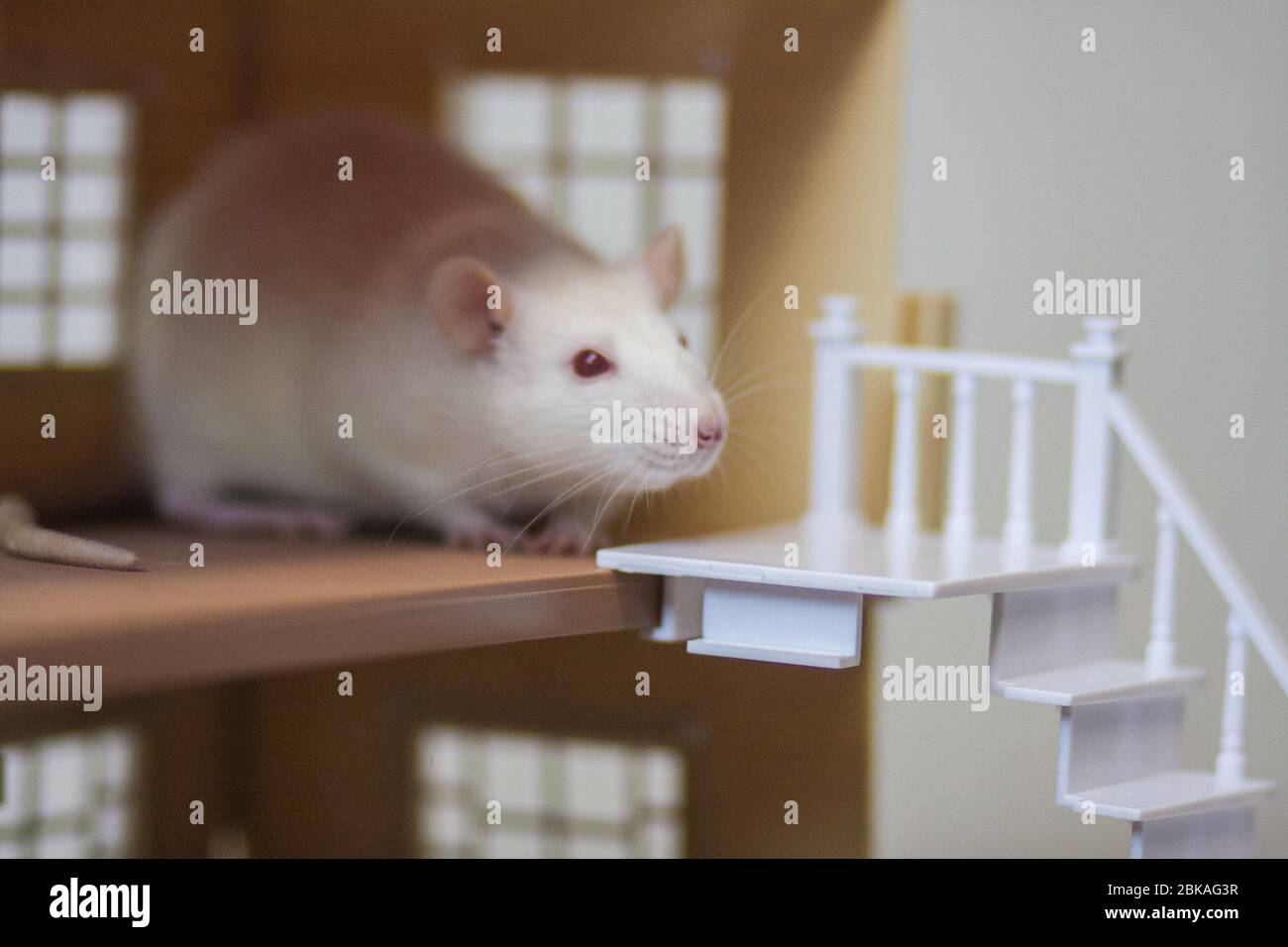 Isolation do it yourself concept. Coveid-19 pandemic prevention ...