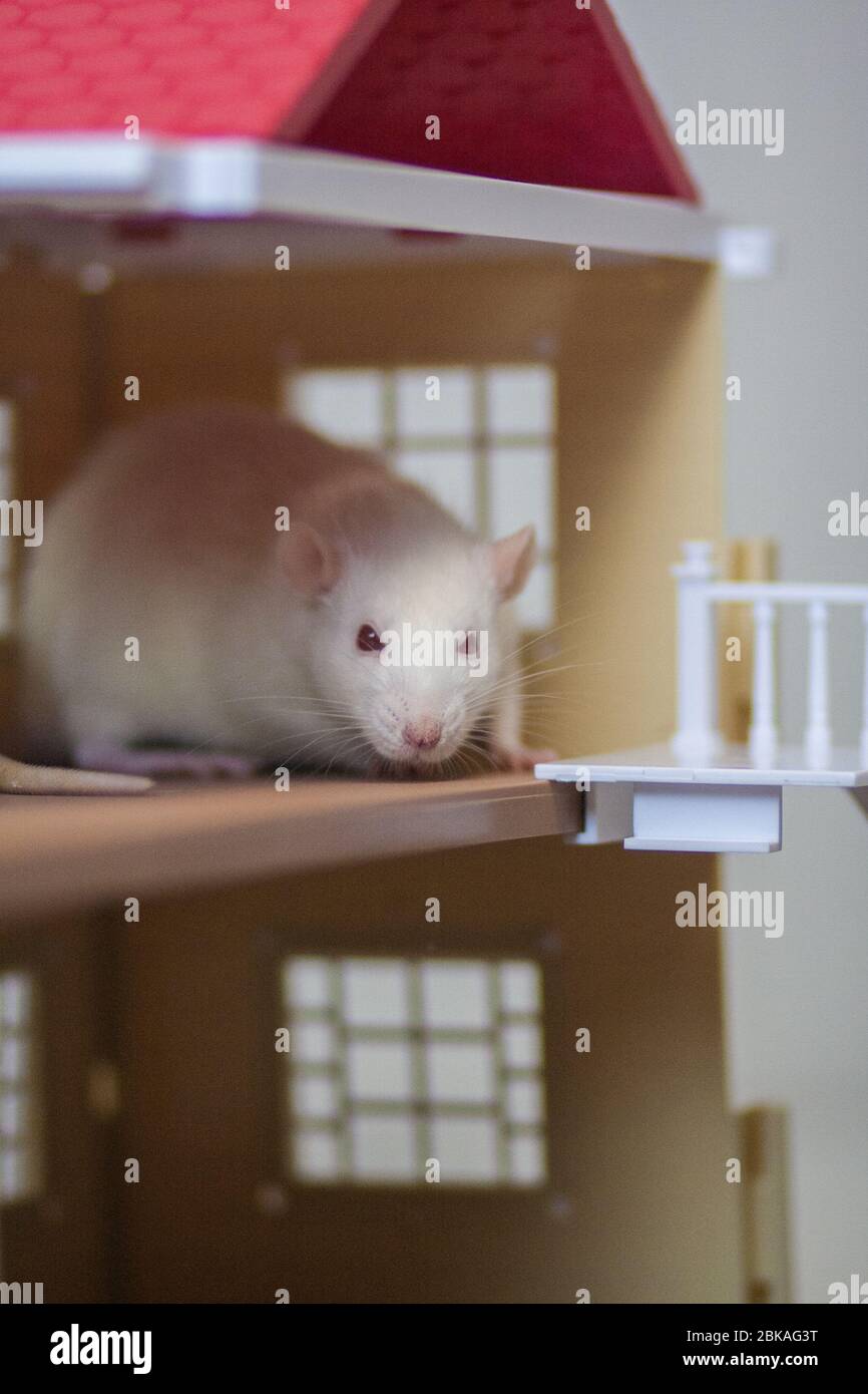 Isolation do it yourself concept. Coveid-19 pandemic prevention ...