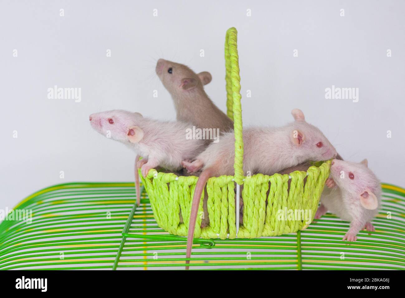 Isolation do it yourself concept. Coveid-19 pandemic prevention ...