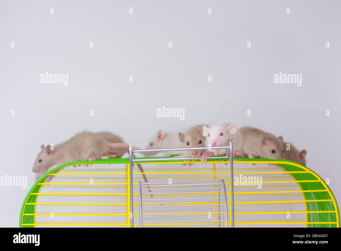 Isolation do it yourself concept. Coveid-19 pandemic prevention ...