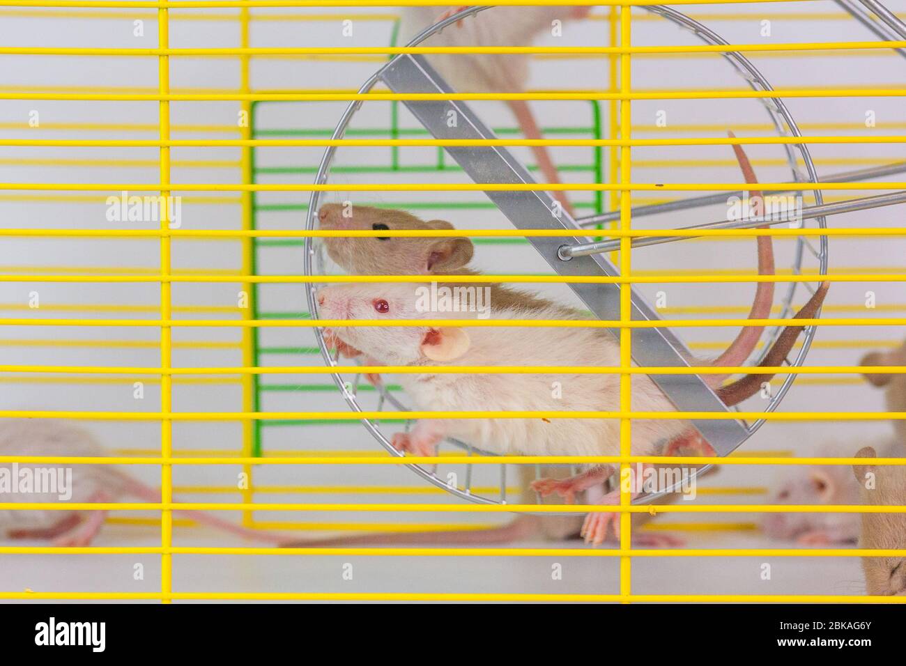 Isolation do it yourself concept. Coveid-19 pandemic prevention ...