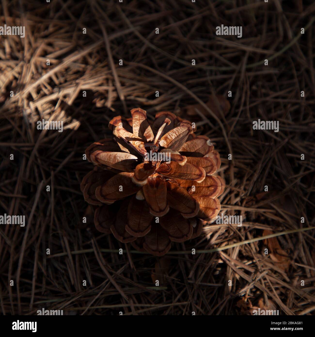 cone pine needles Stock Photo - Alamy
