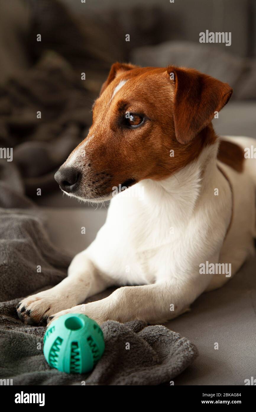 Jack russell terrier puppy ball hi-res stock photography and images - Alamy