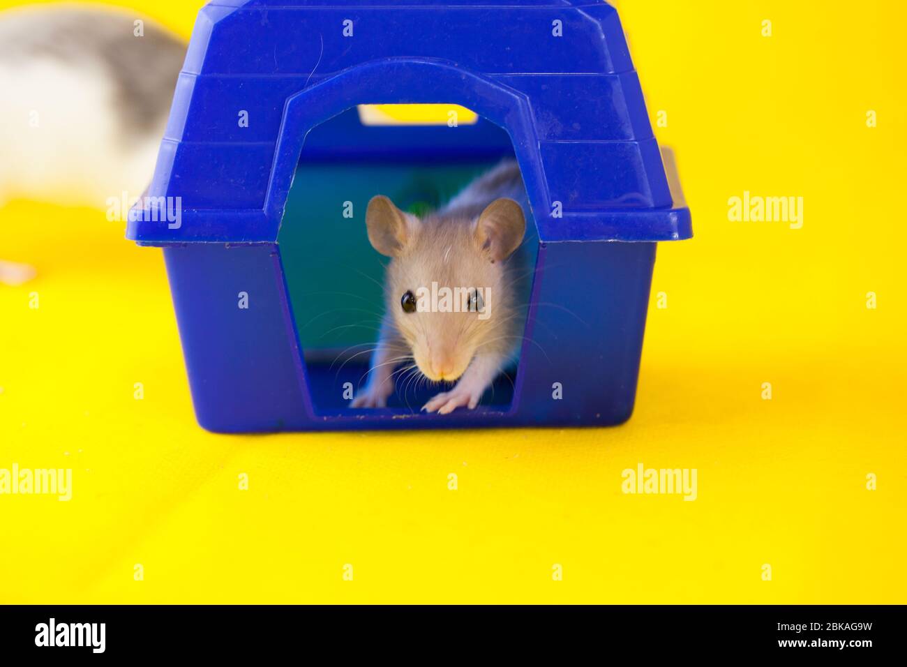 Isolation do it yourself concept. Coveid-19 pandemic prevention ...