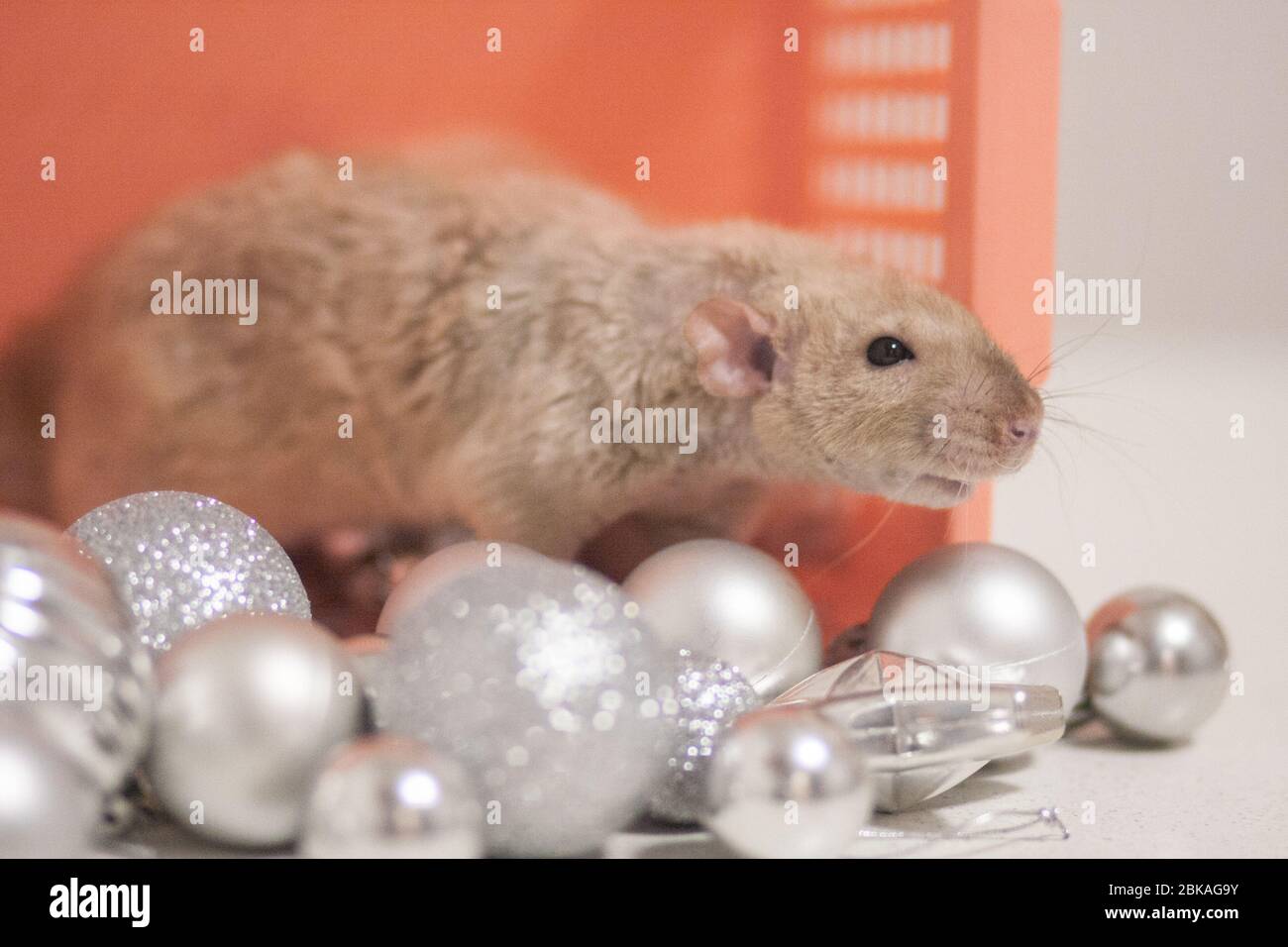 Isolation do it yourself concept. Coveid-19 pandemic prevention ...