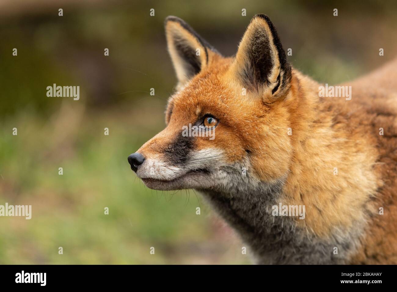 Red fox in the forest Stock Photo - Alamy