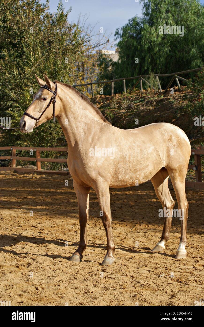 Breeding purebred spanish horse spain hi-res stock photography and ...