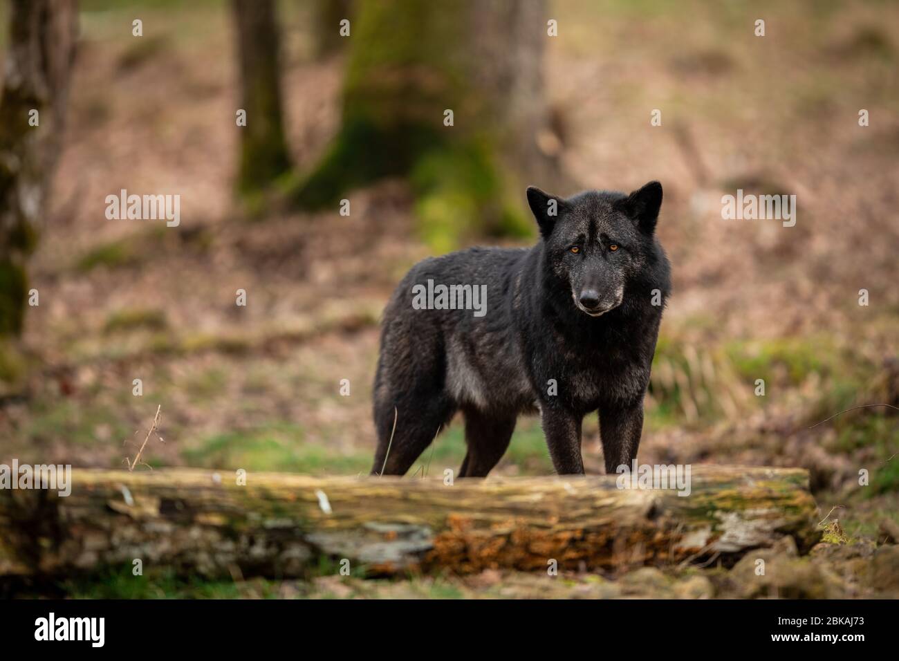 Black wolf in the forest Stock Photo - Alamy