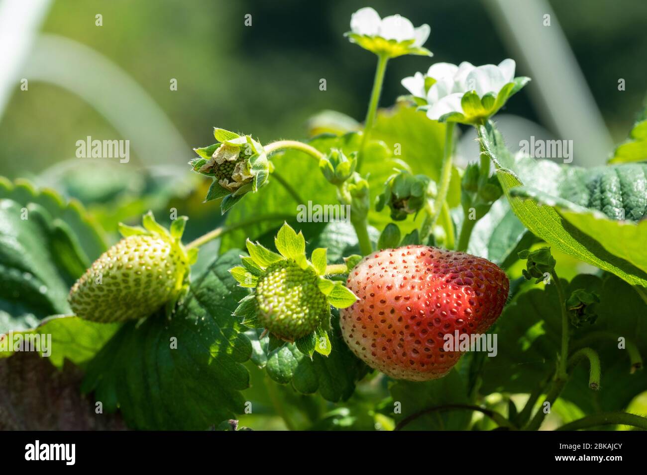 Strawberry field. Ripe and unripe strawberries on branch Stock Photo ...
