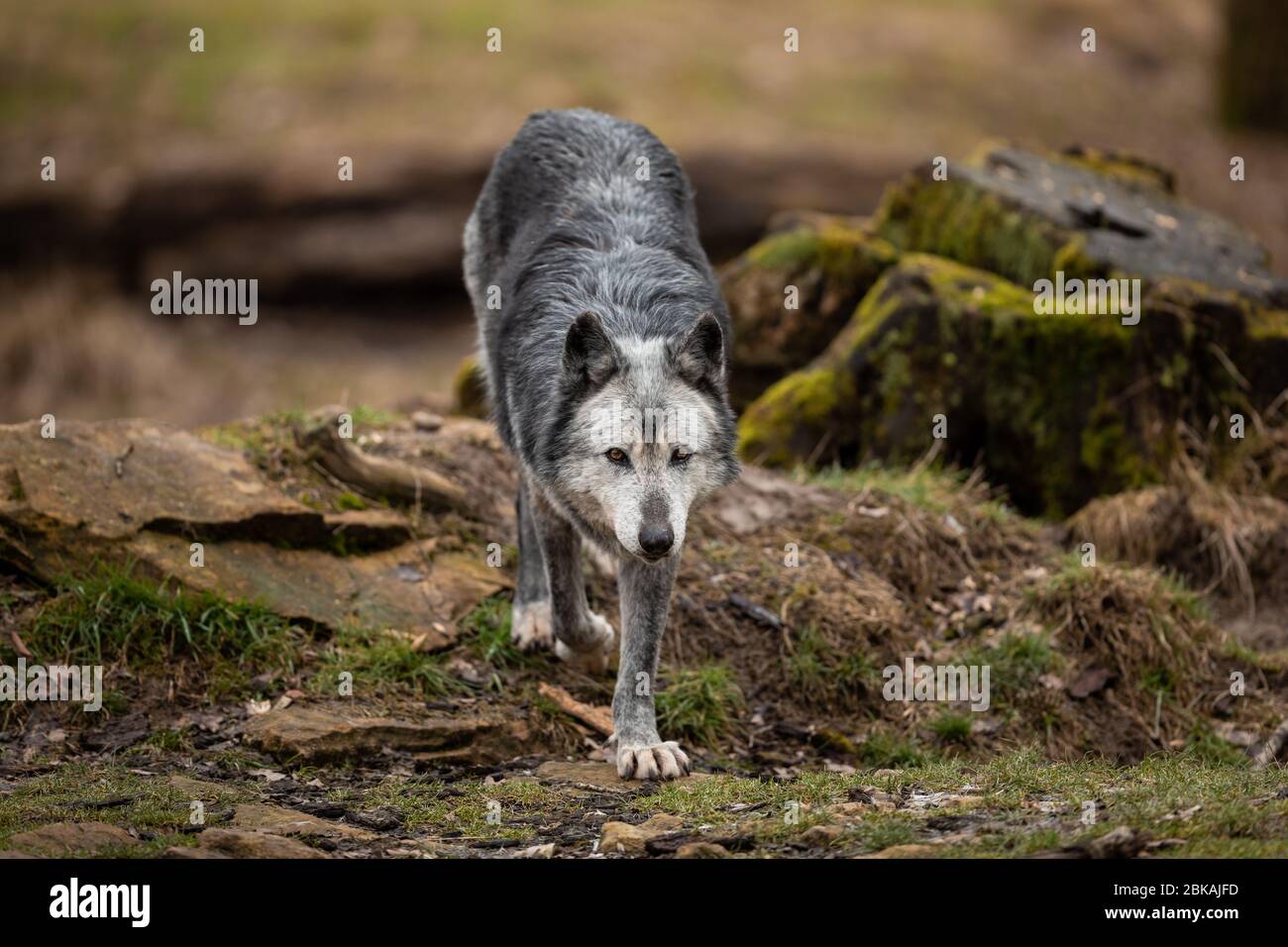 Black wolf in the forest Stock Photo - Alamy