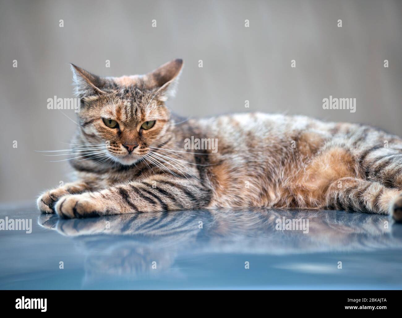 Cat head rear view hi-res stock photography and images - Alamy