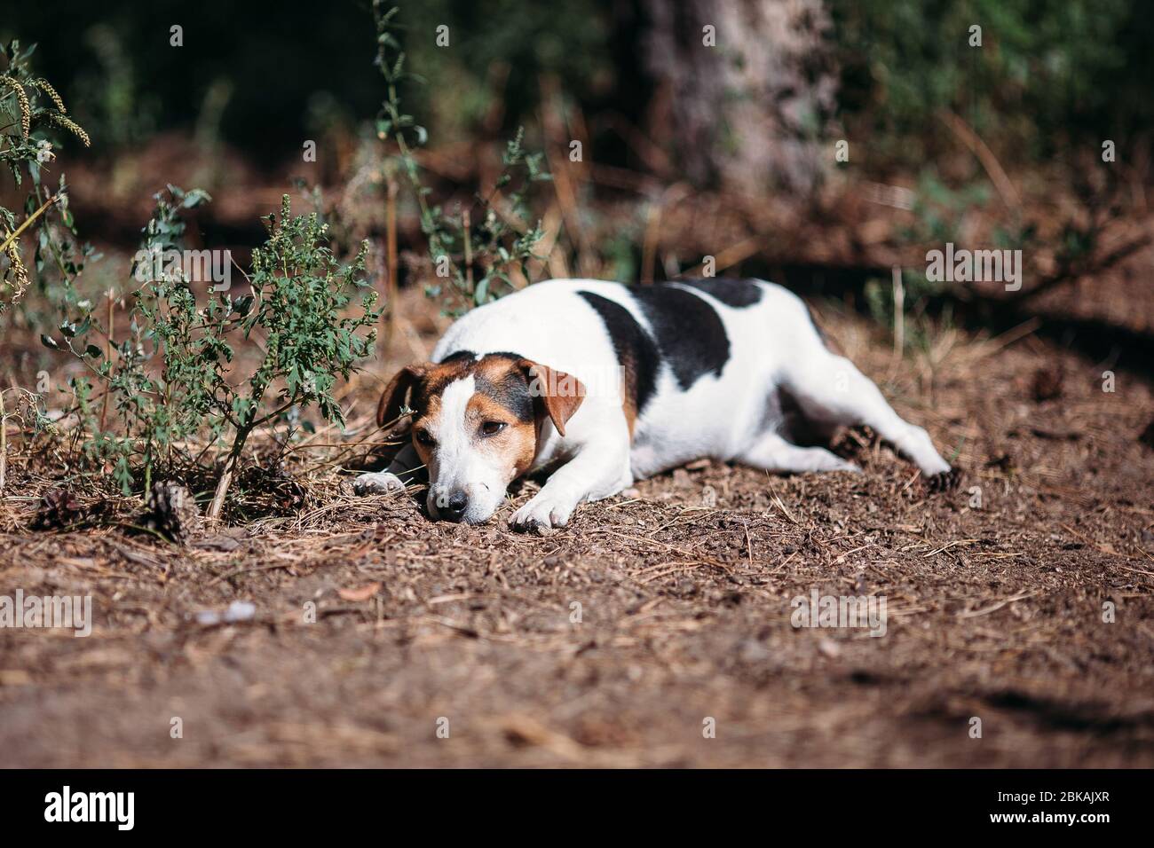 Sad dog in a green garden with a bow Stock Photo - Alamy