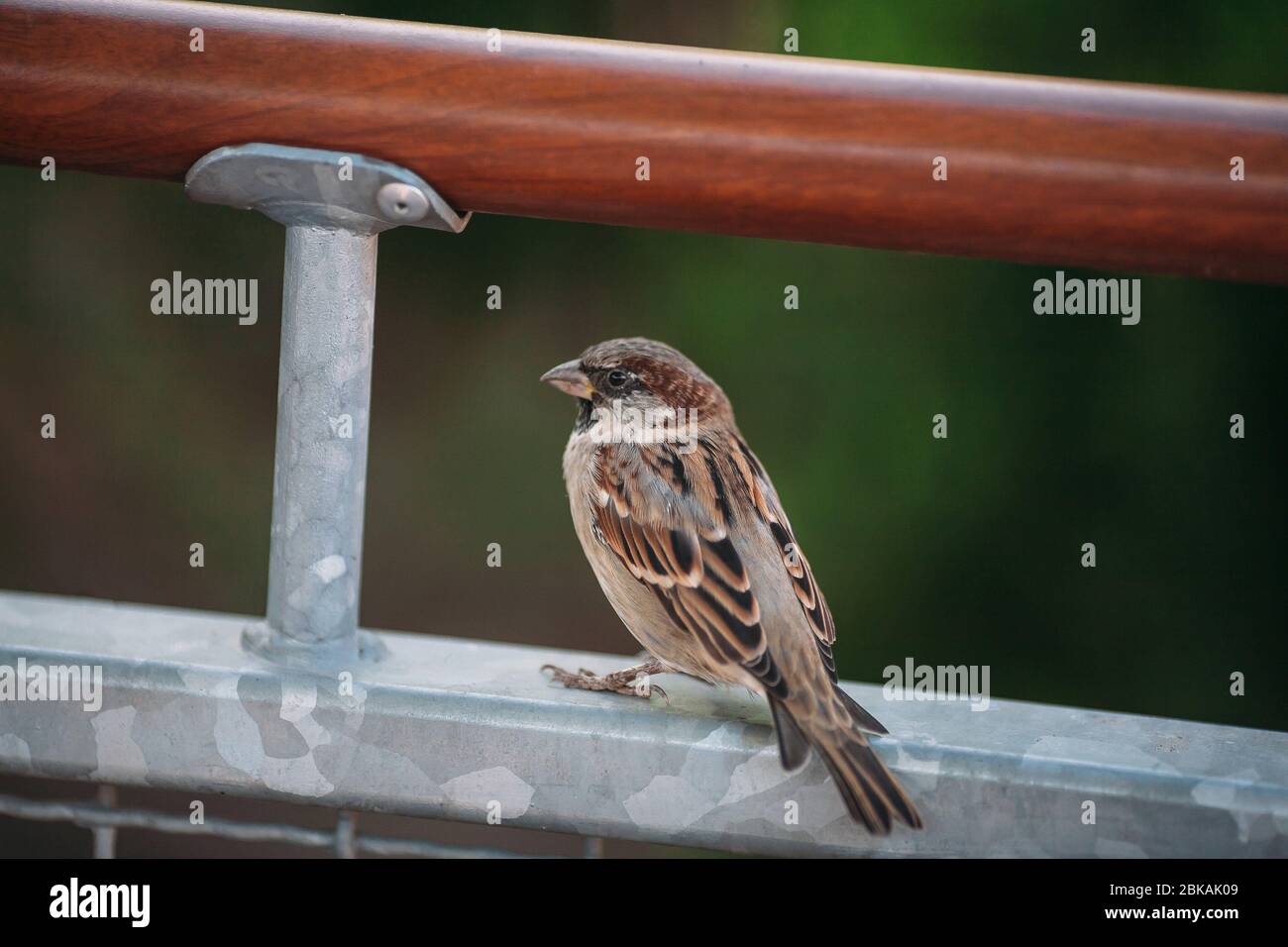 Beautiful house sparrow standing hi-res stock photography and images ...