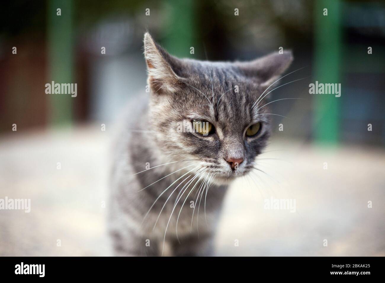 gray cat looking forward Stock Photo - Alamy