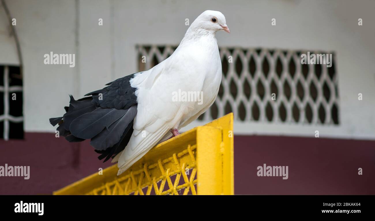 White dove on the yellow lattice Stock Photo - Alamy