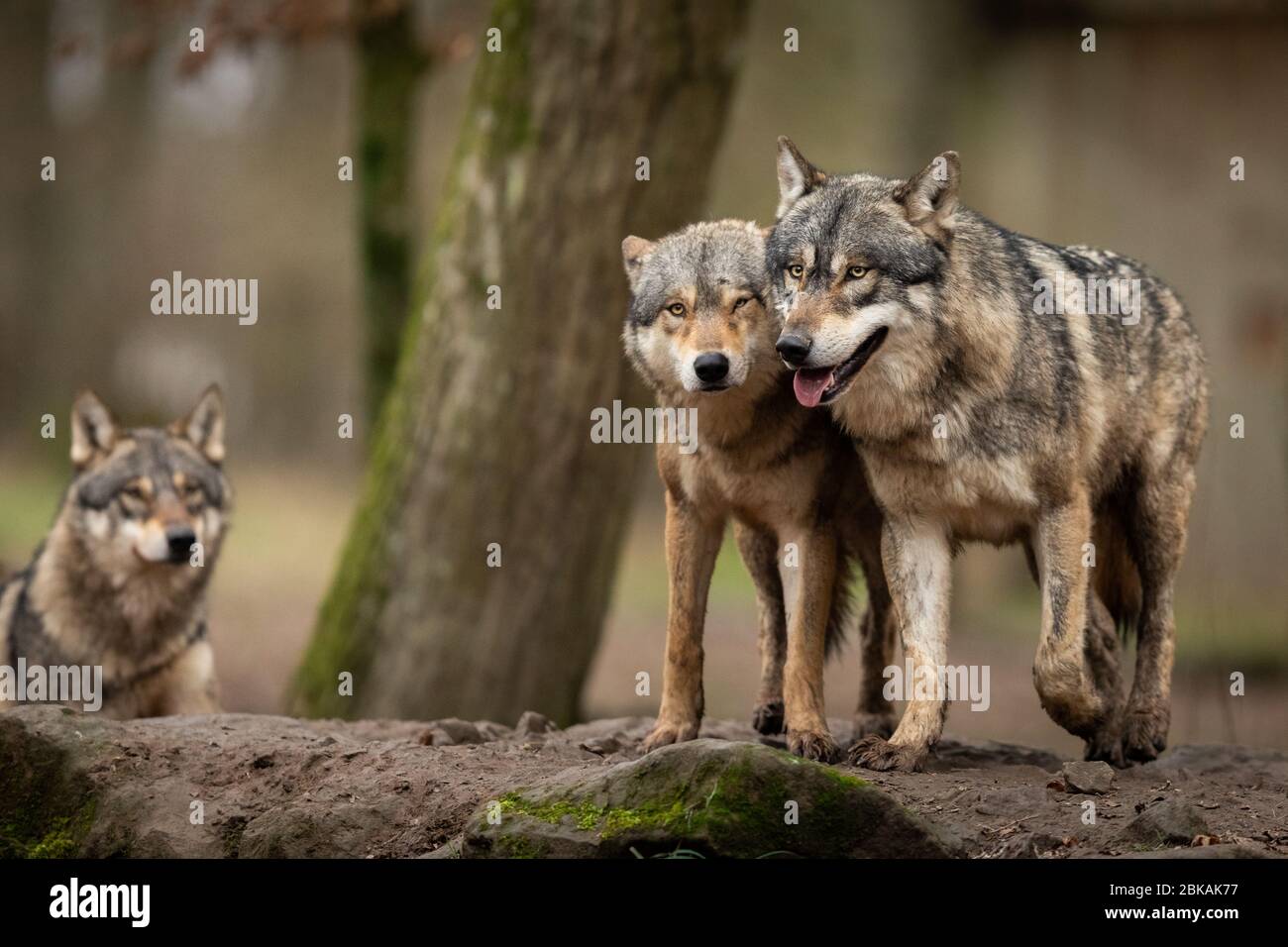 Grey wolf in the forest Stock Photo - Alamy