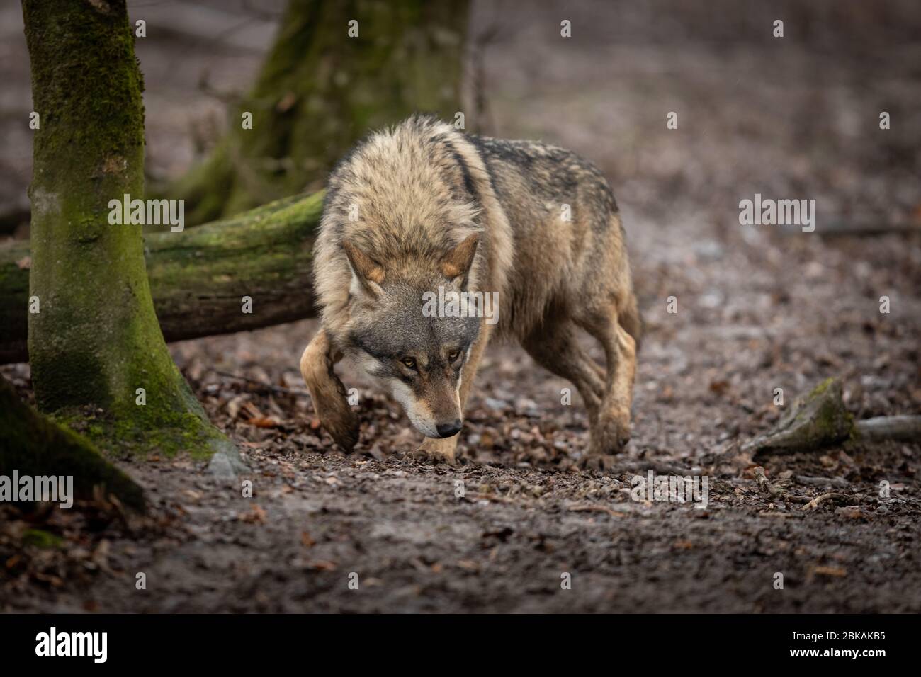 Grey wolf in the forest Stock Photo - Alamy