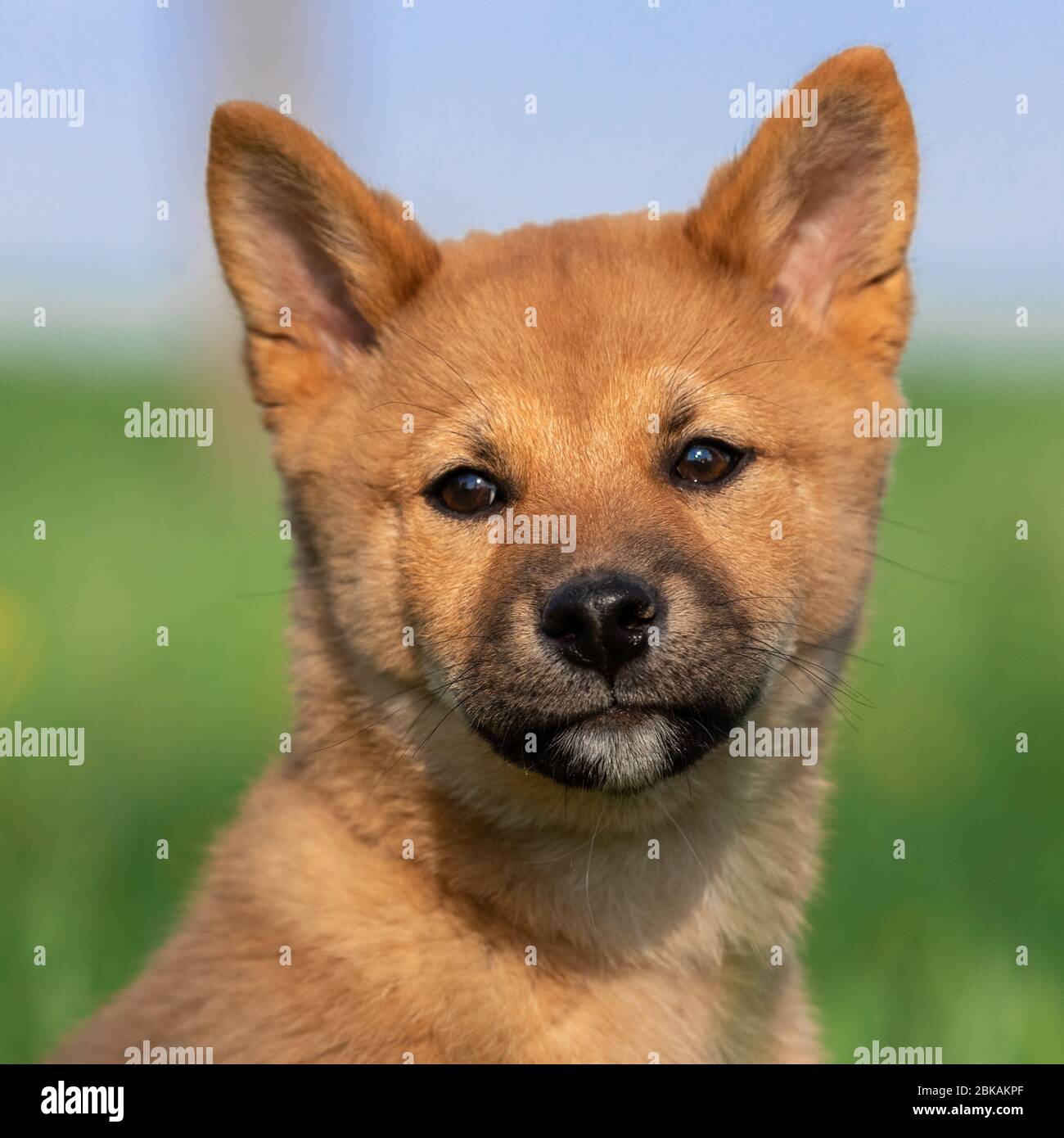 Shiba Inu playing in the grass Stock Photo - Alamy