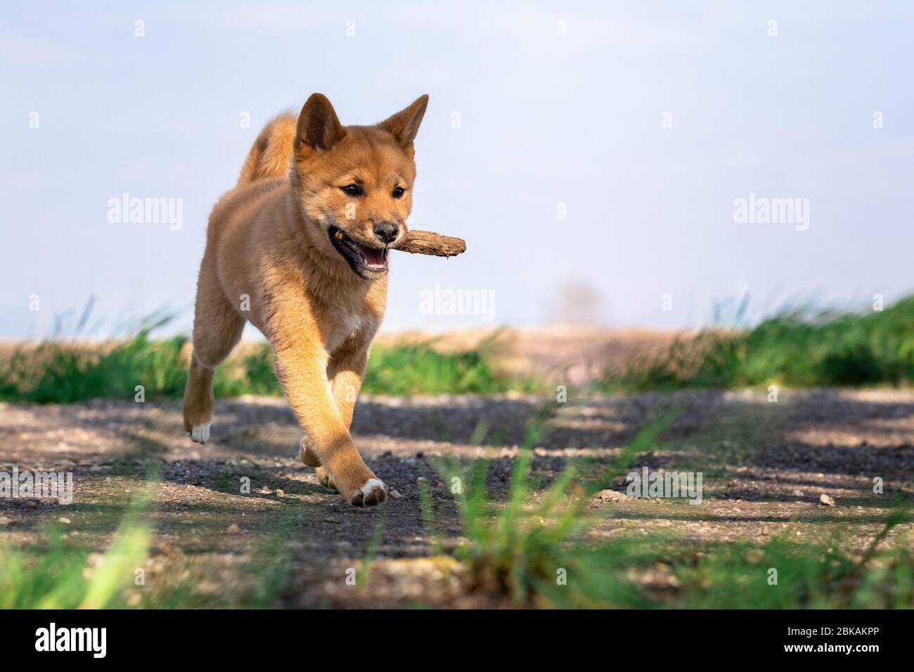 Shiba Inu playing in the grass Stock Photo - Alamy