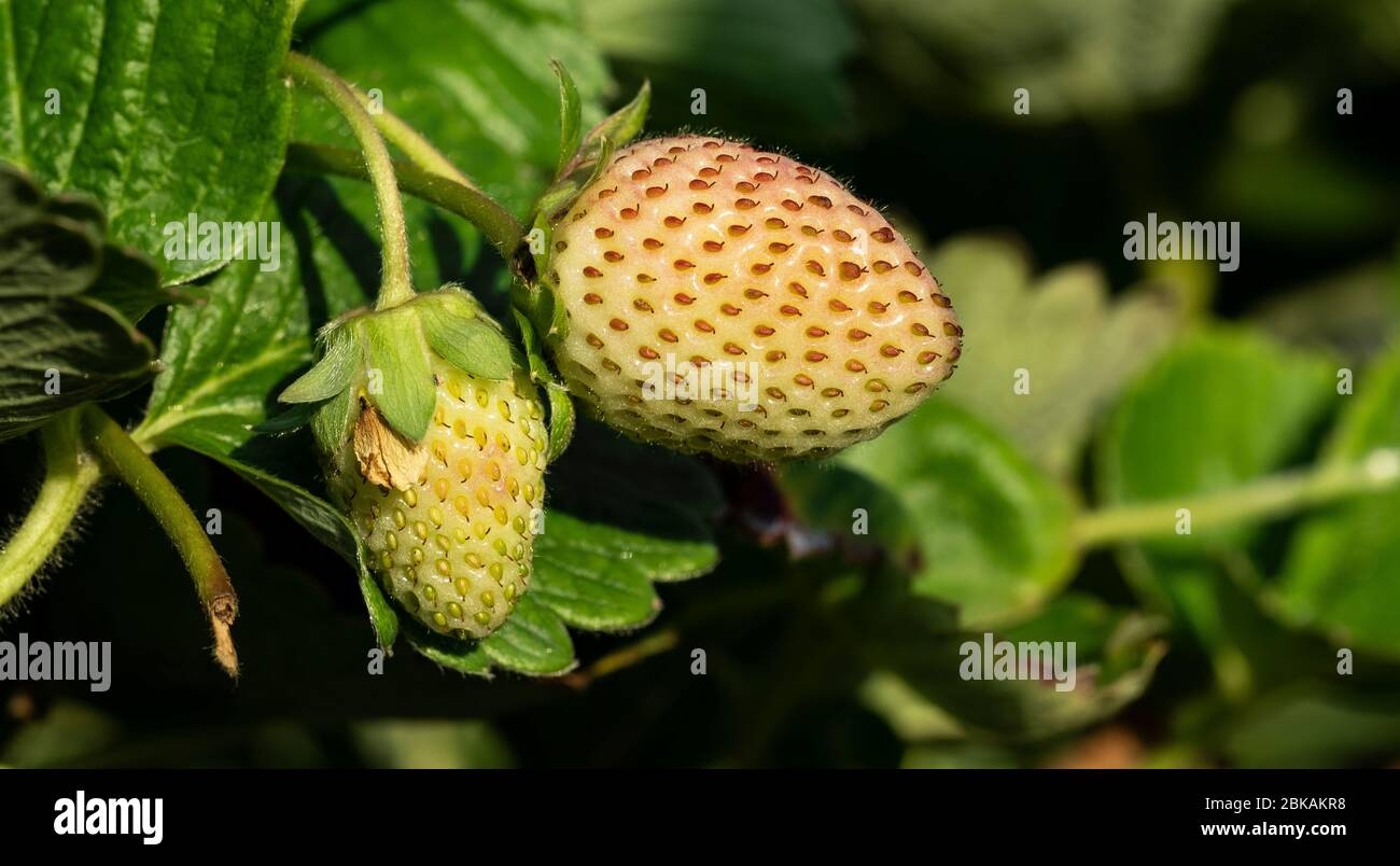 Unripe strawberry on garden hi-res stock photography and images - Alamy